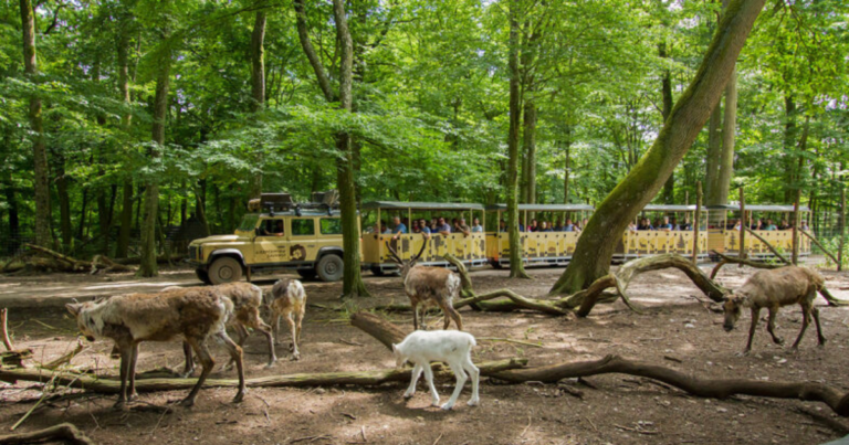 Visiter le Parc Animalier de Sainte-Croix en un jour | Moov'inbus